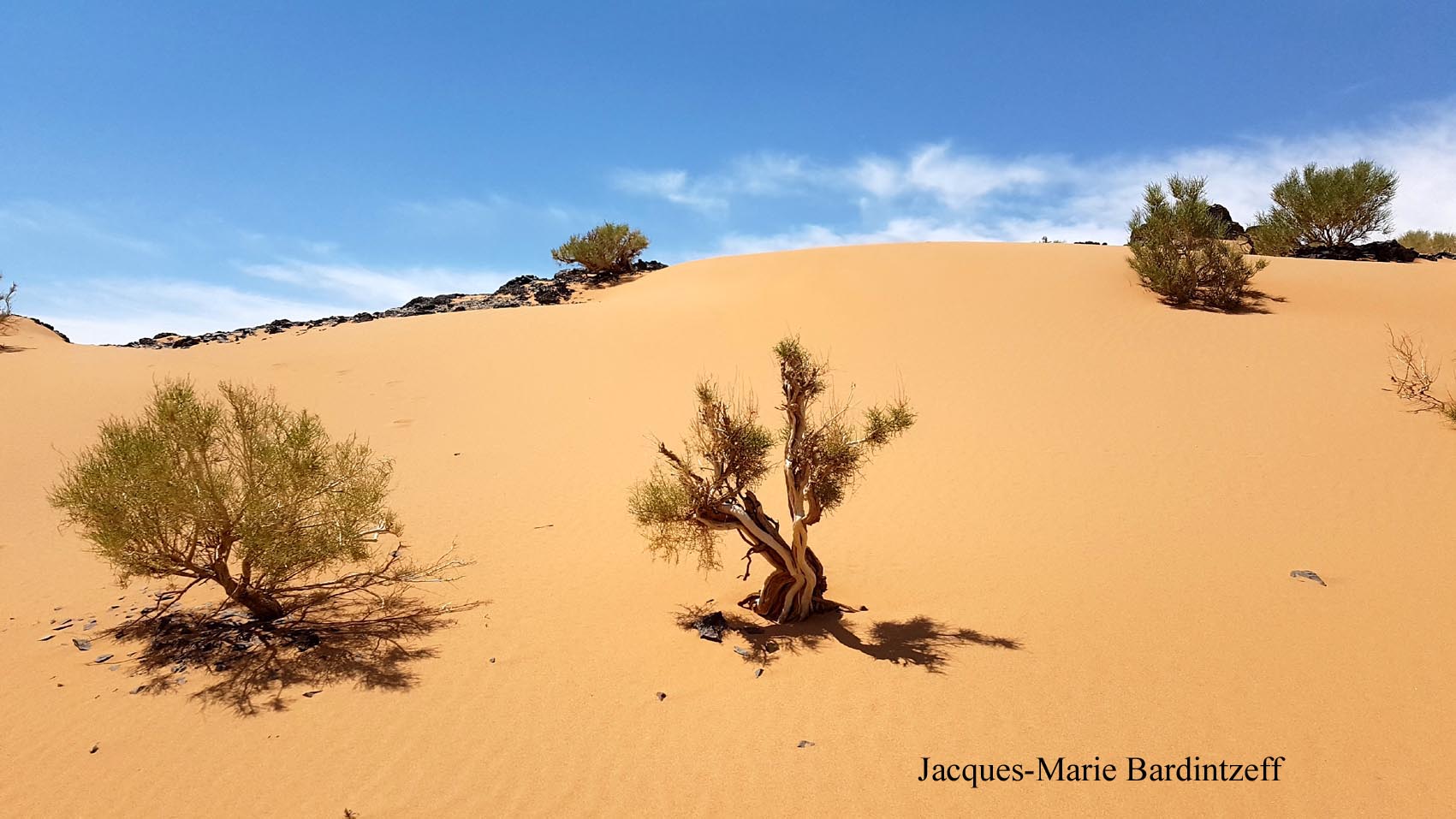 Le saxaoul, arbuste dans le désert de Mongolie, par Jacques-Marie ...