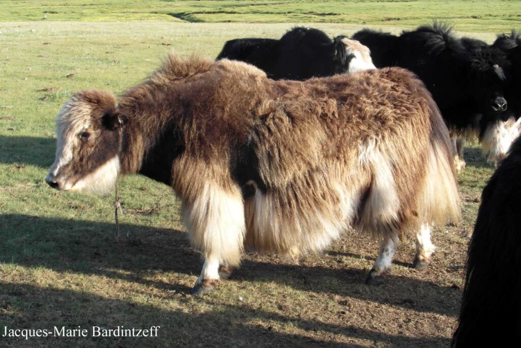 Yacks en Mongolie, par Jacques-Marie Bardintzeff