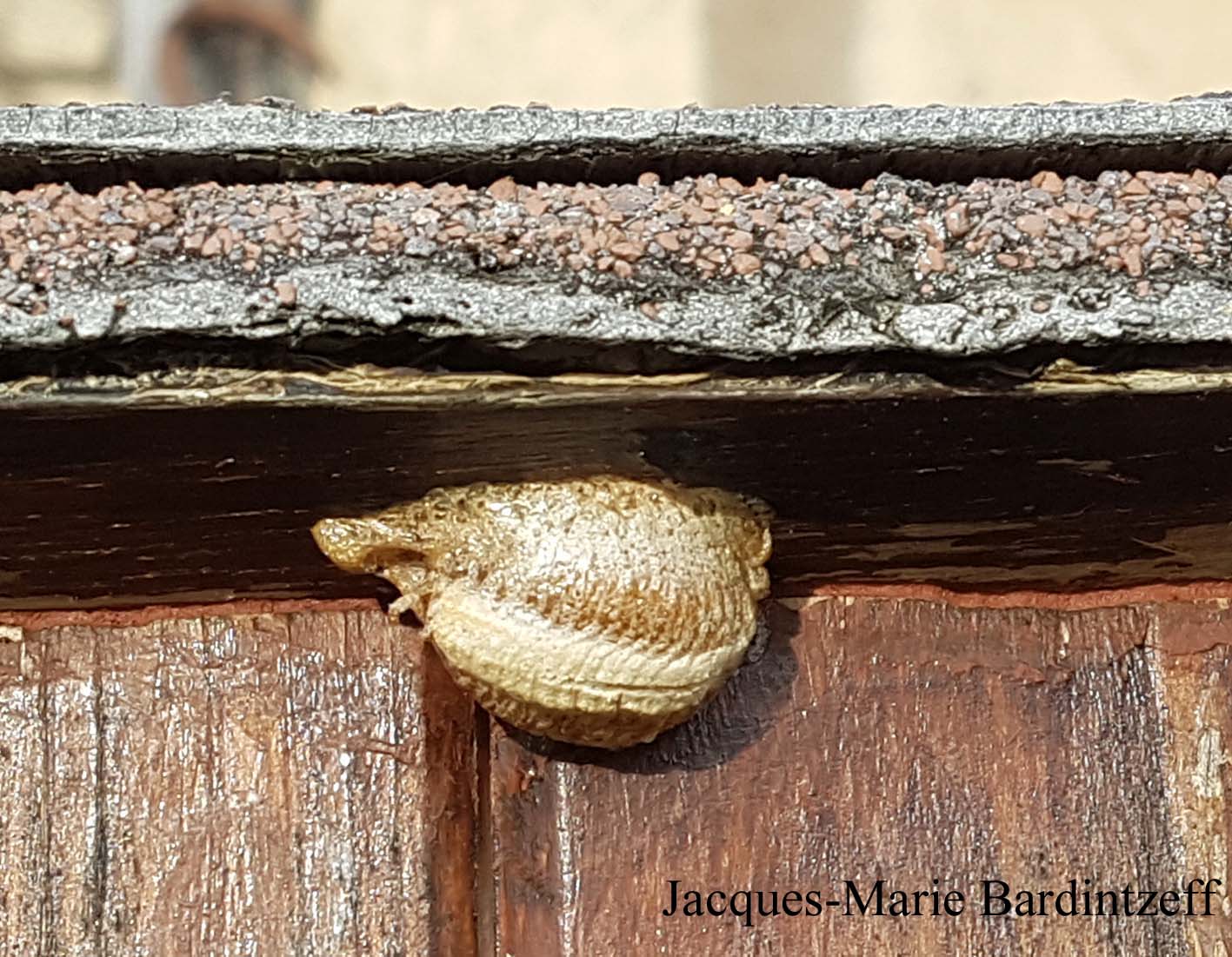 Attention, ponte de mante religieuse !, par Jacques-Marie Bardintzeff