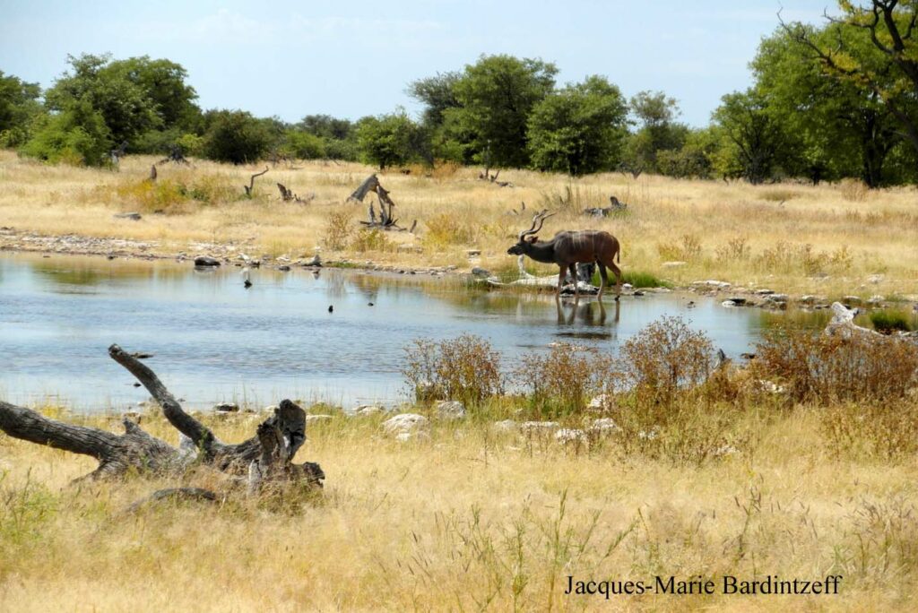 Antilopes en Namibie, par Jacques-Marie Bardintzeff