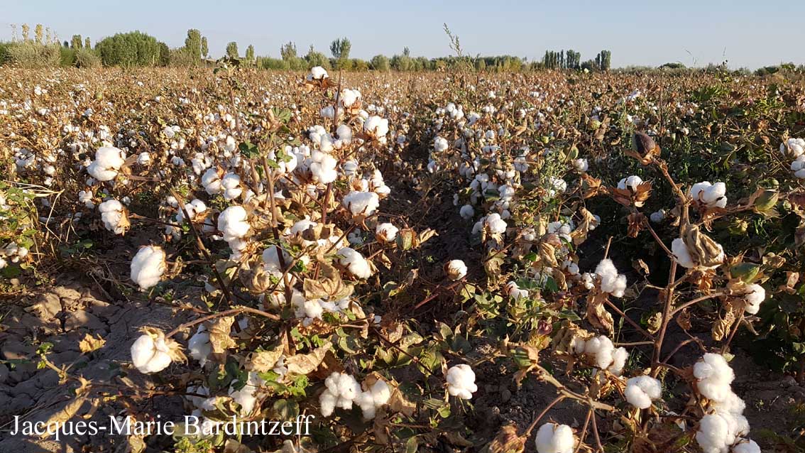 Champs de coton en Ouzbékistan, par Jacques-Marie Bardintzeff