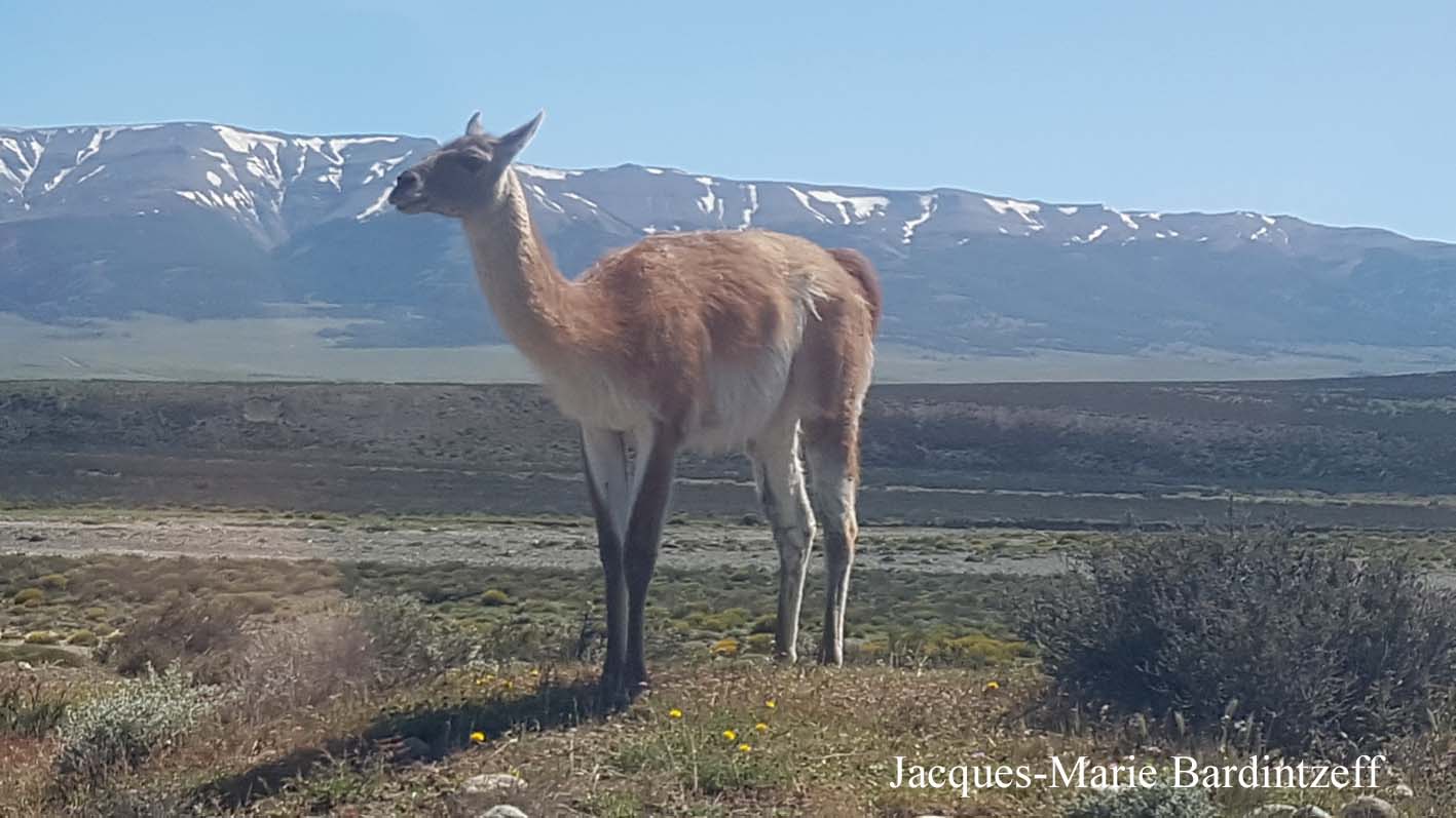Un guanaco au Chili, par Jacques-Marie Bardintzeff