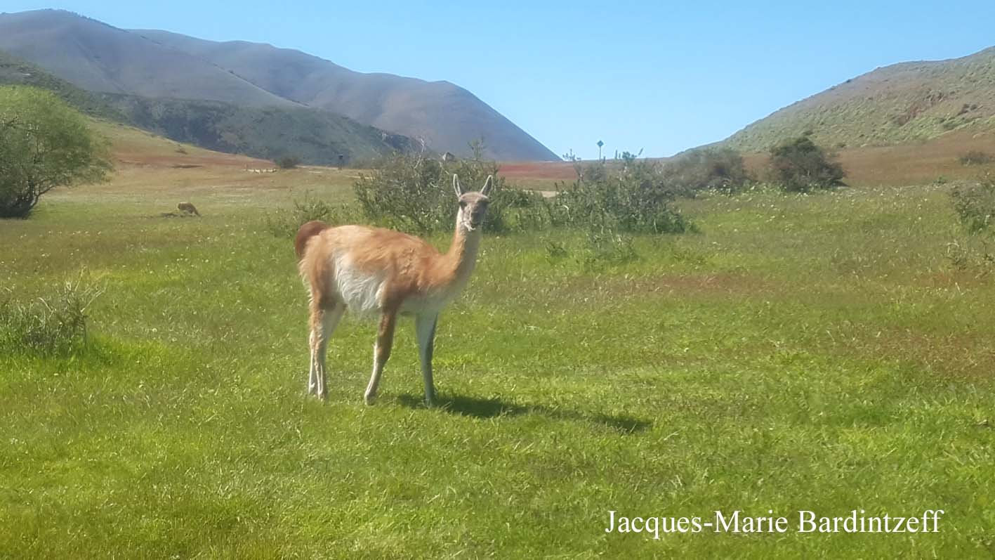 Un guanaco au Chili, par Jacques-Marie Bardintzeff