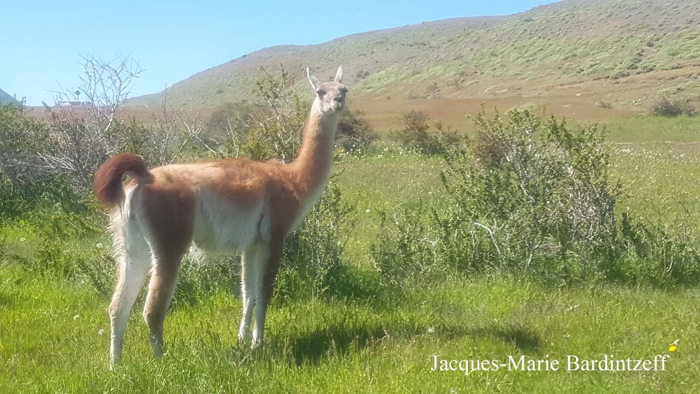 Un guanaco au Chili, par Jacques-Marie Bardintzeff