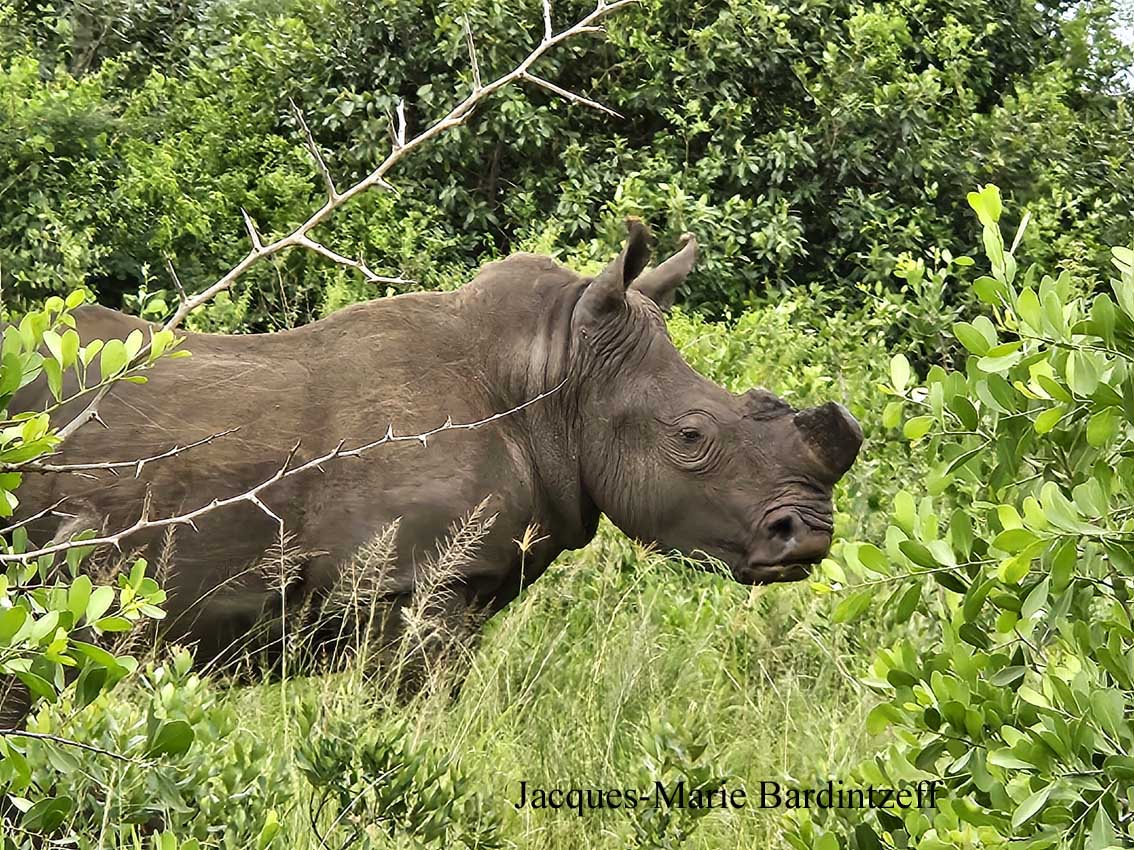 Rhinocéros à Hluhluwe, Afrique du Sud, par Jacques-Marie Bardintzeff