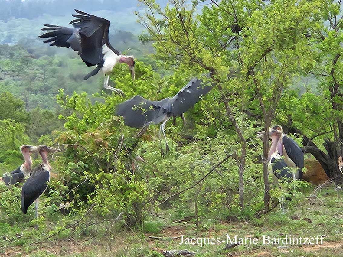 Marabouts en Afrique du Sud, par Jacques-Marie Bardintzeff