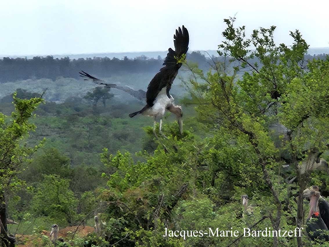 Marabouts en Afrique du Sud, par Jacques-Marie Bardintzeff